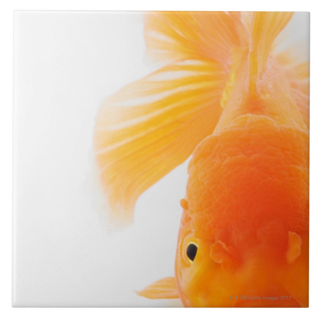 Orange lionhead goldfish (Carassius auratus) Tile | Zazzle