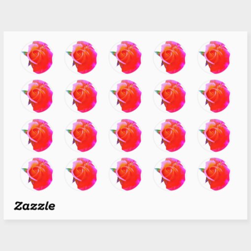 Orange Pink Rose Stikers Classic Round Sticker | Zazzle
