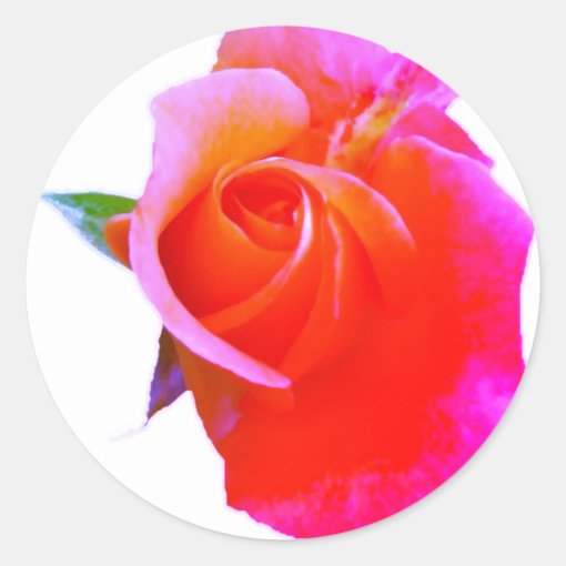 Orange Pink Rose Stikers Classic Round Sticker | Zazzle