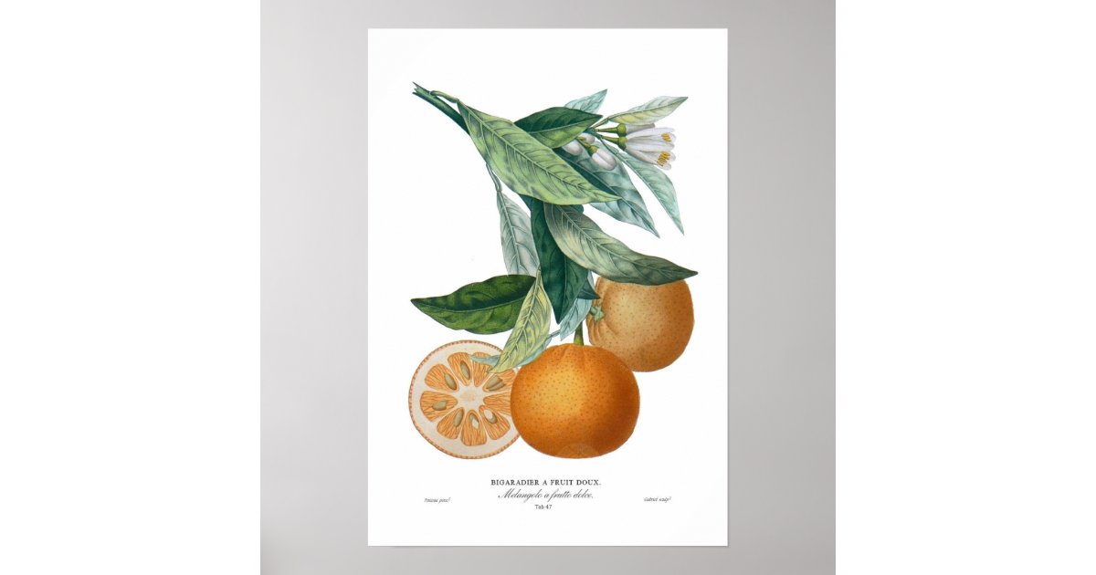 Orange Poster | Zazzle