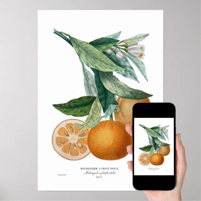 Orange Poster | Zazzle