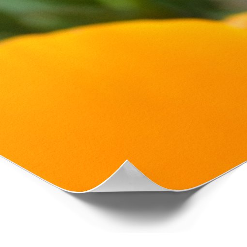 Orange Spring Flowers Poster | Zazzle