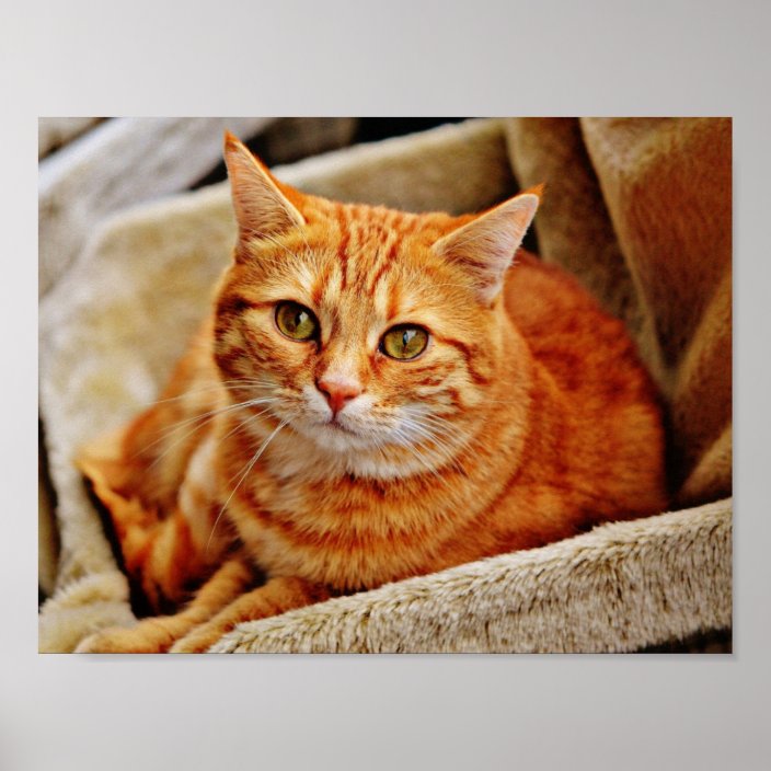 Orange Tabby Cat Poster | Zazzle