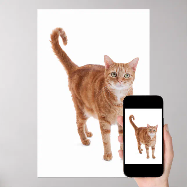 Orange Tabby Cat Poster | Zazzle