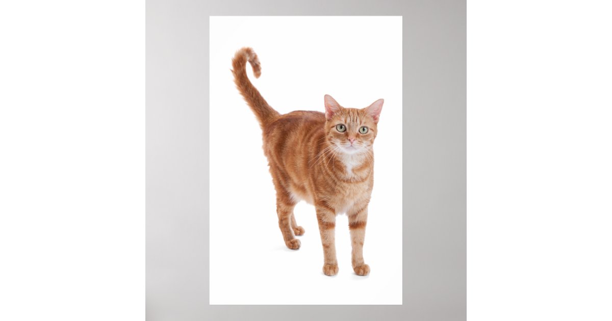 Orange Tabby Cat Poster | Zazzle