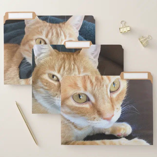 Orange tabby cats file folder | Zazzle