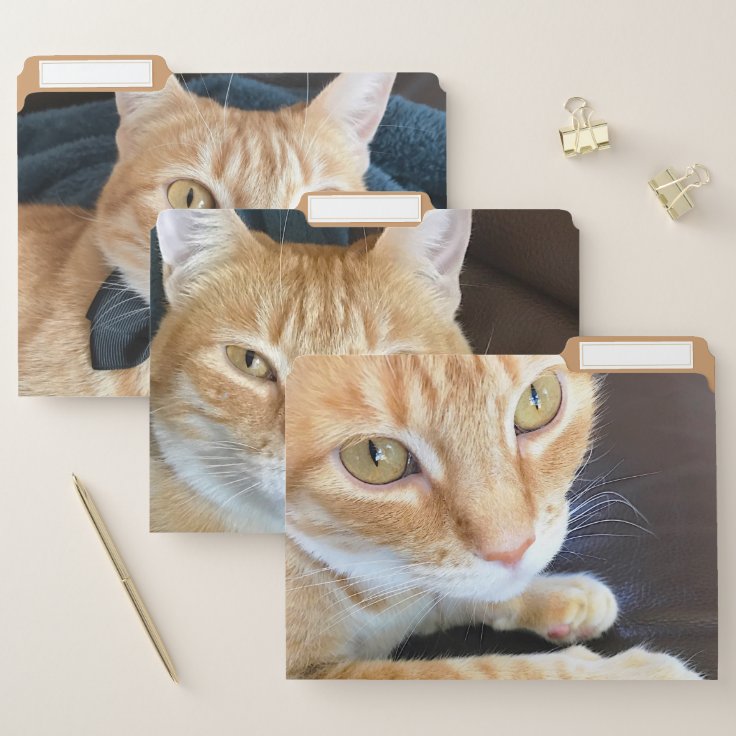 Orange tabby cats file folder | Zazzle