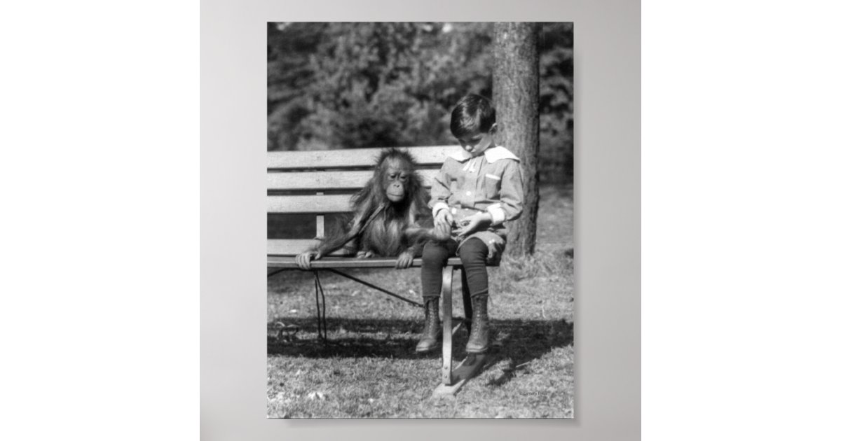 Orangutan and Boy - National Zoo Poster | Zazzle