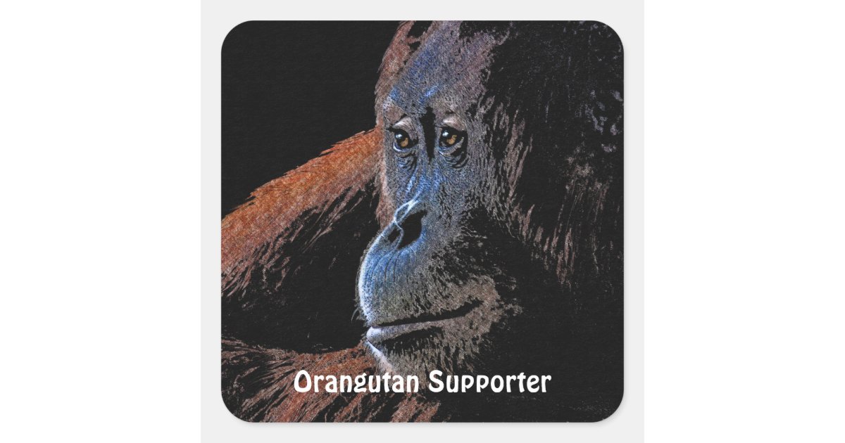 Orangutan Great Ape Primate Stickers | Zazzle