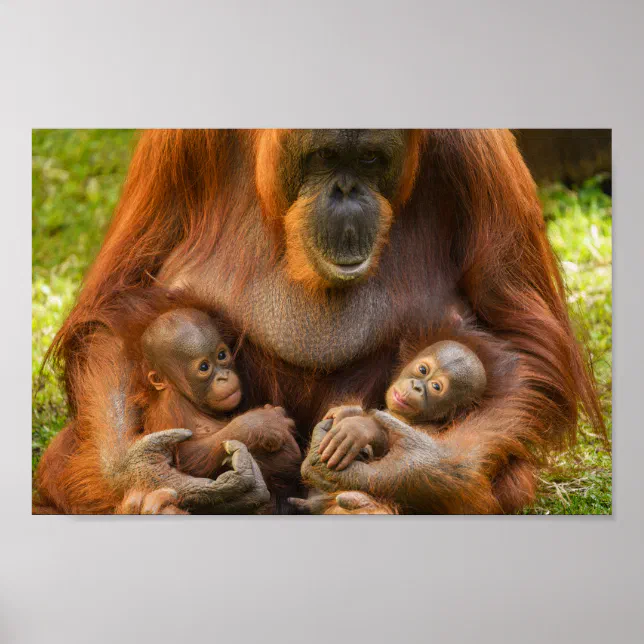 Orangutan Mother Holding Two Babies Poster | Zazzle