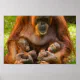 Orangutan Mother Holding Two Babies Poster | Zazzle