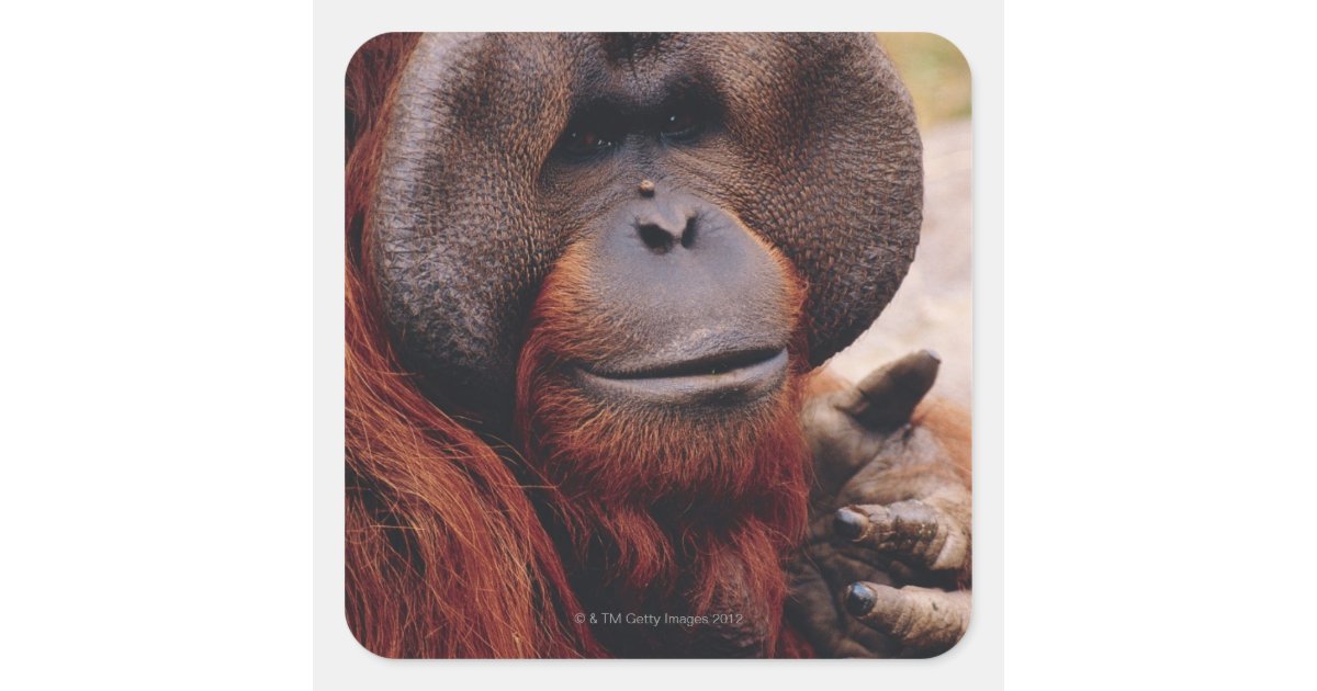 Orangutan Square Sticker | Zazzle