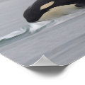 Orca Family Poster | Zazzle