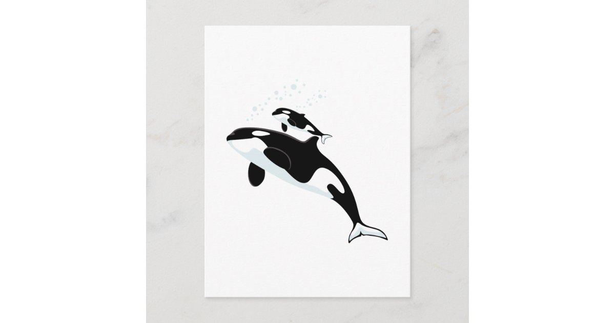 Orca Killer Whale Postcard | Zazzle