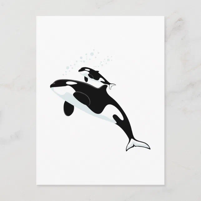 Orca Killer Whale Postcard | Zazzle