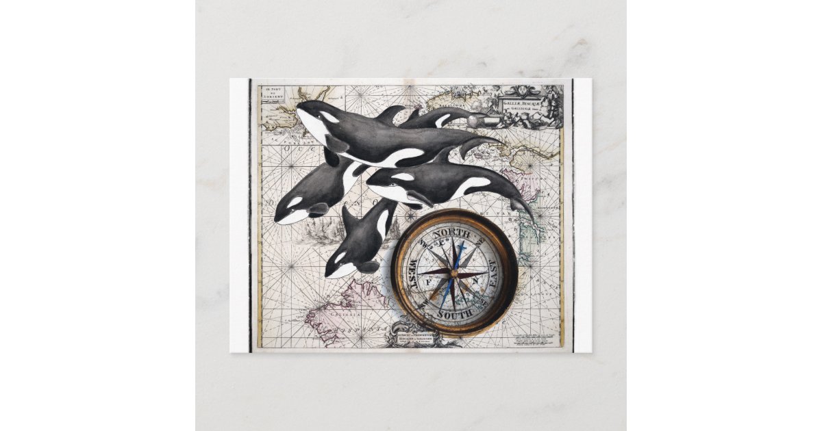 Orca Nautical Compass Postcard | Zazzle