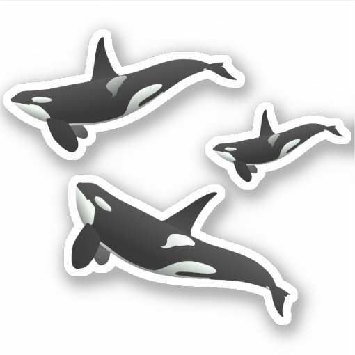 Orca Sticker | Zazzle