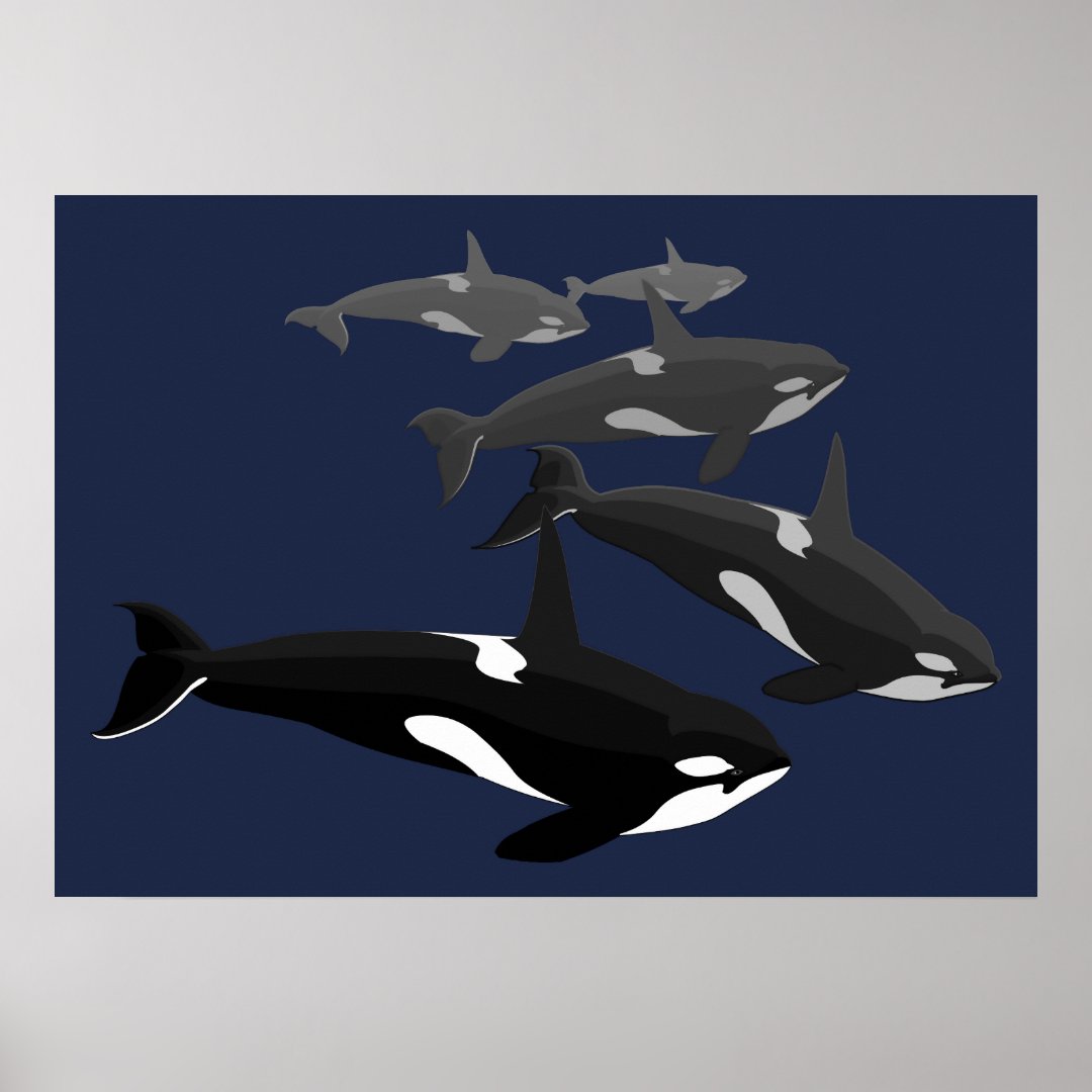 Orca Whale Art Poster Killer Whale Art Prints Gift | Zazzle