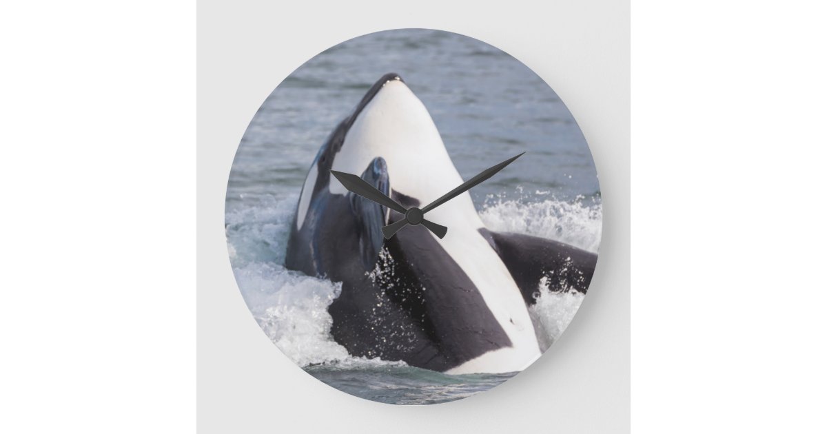 Orca whale breaching large clock | Zazzle