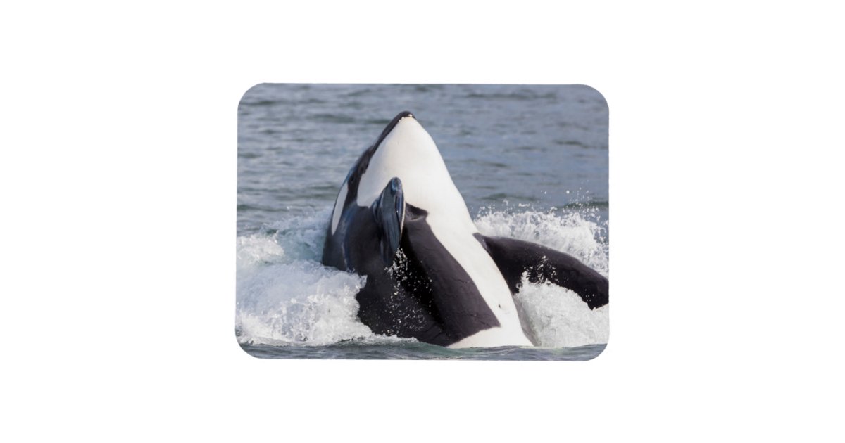 Orca whale breaching magnet | Zazzle