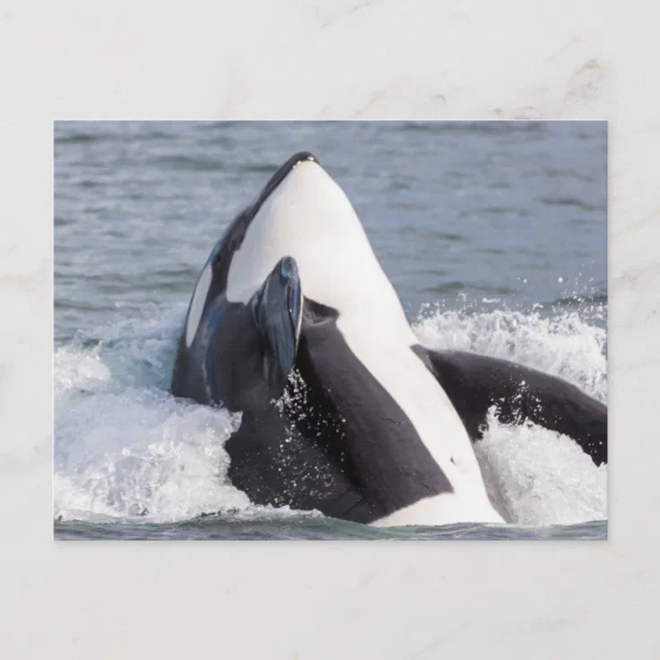 Orca whale breaching postcard | Zazzle