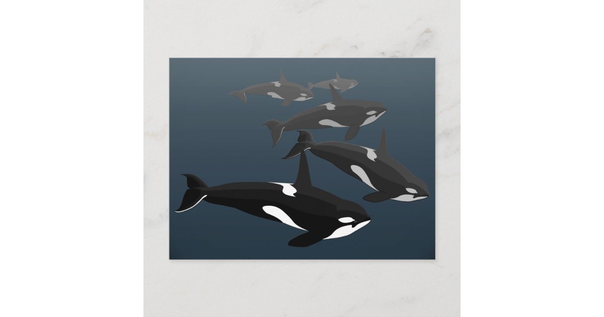 Orca Whale Postcards Custom Killer Whale Art Cards | Zazzle