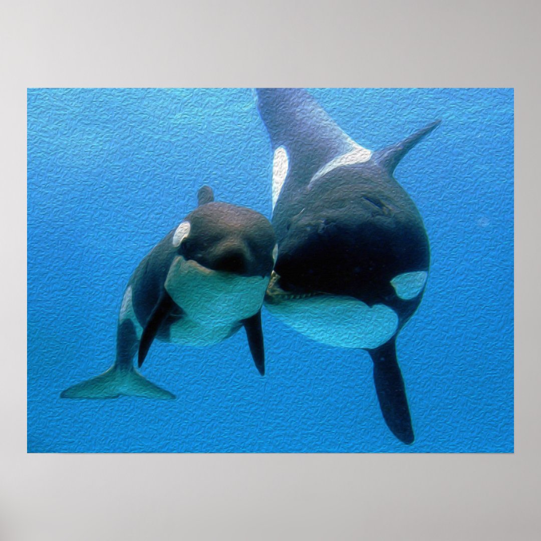 Orca Whale With Calf Poster | Zazzle
