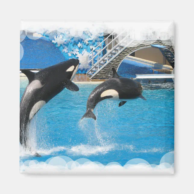 Orca Whales Magnet | Zazzle