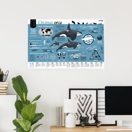 Orcagraphic poster - English edition | Zazzle