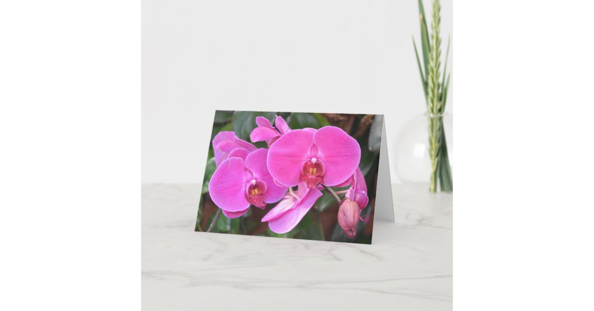 Orchid, card | Zazzle
