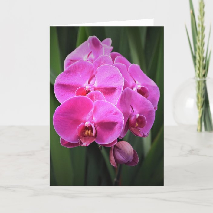 Orchid, card | Zazzle.com