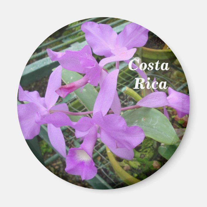 Orchid -- National Flower of Costa Rica Magnet | Zazzle.com