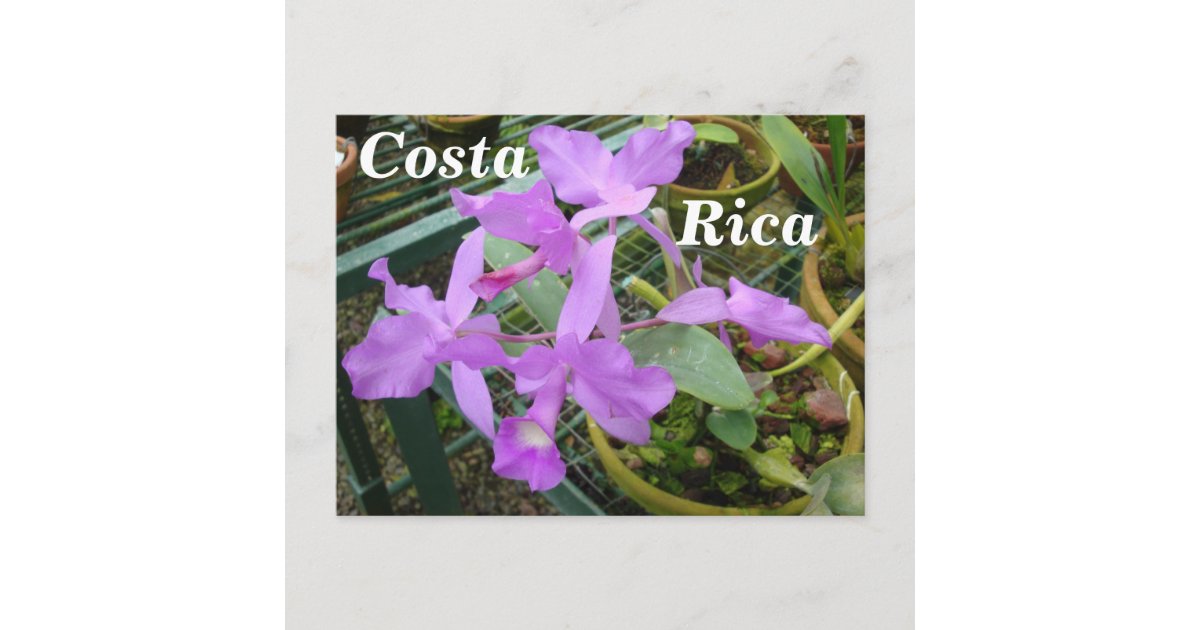 What Is The National Flower Of Costa Rica | Best Flower Site