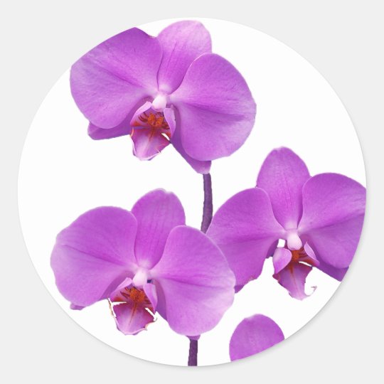 Orchid Purple rev2 600 Classic Round Sticker | Zazzle.com