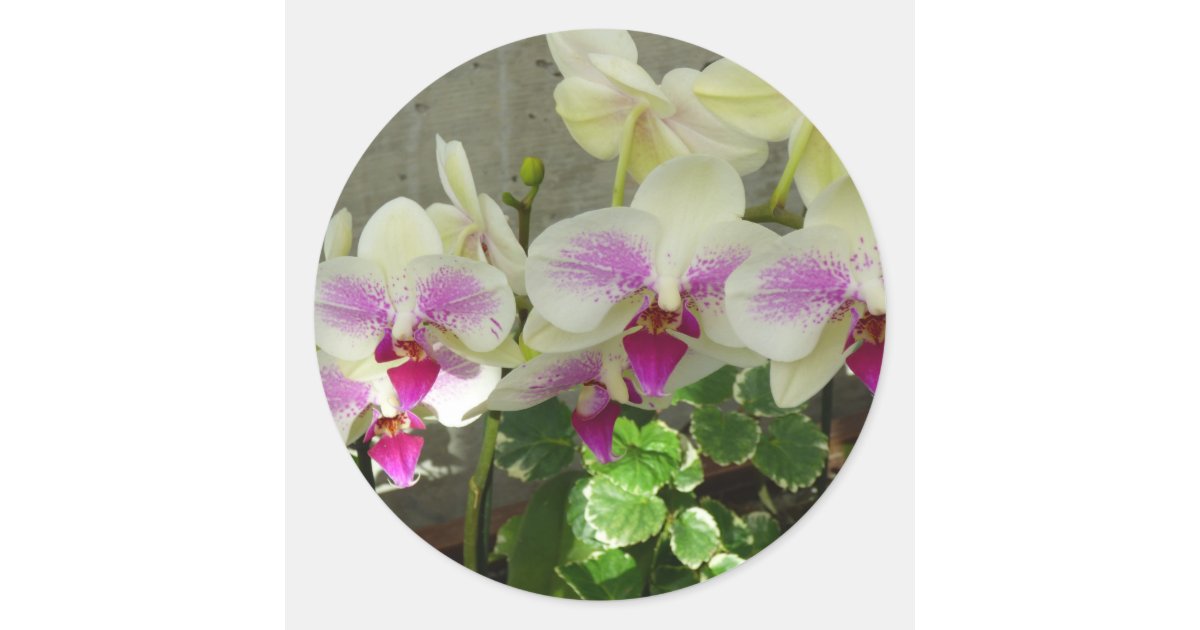 Orchid Sticker | Zazzle