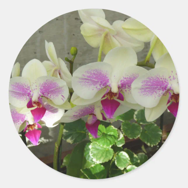 Orchid Sticker | Zazzle