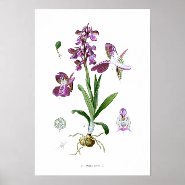 Orchis morio poster | Zazzle