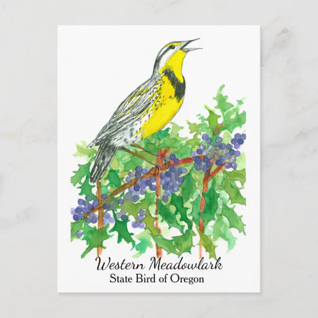 Oregon State Flower Bird Meadowlark Postcard | Zazzle