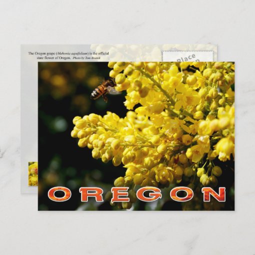 Oregon State Flower: Oregon Grape Postcard | Zazzle