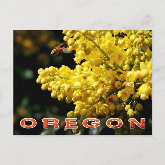 Oregon State Flower: Oregon Grape Postcard | Zazzle.com