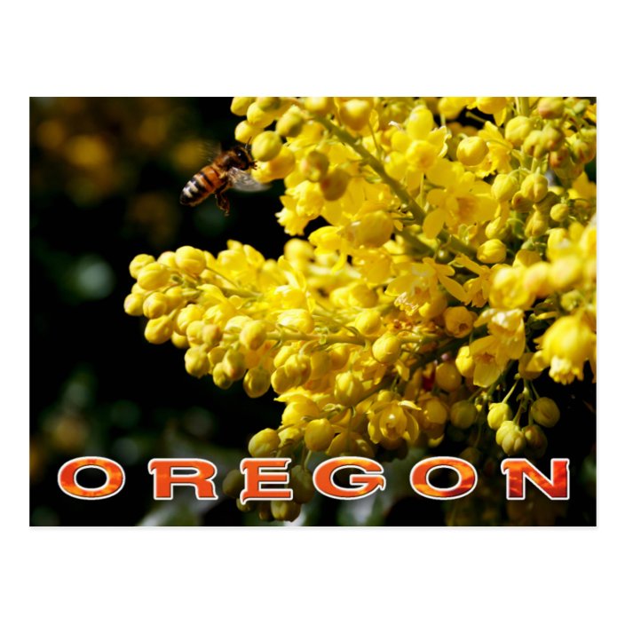 Oregon State Flower: Oregon Grape Postcard | Zazzle.com
