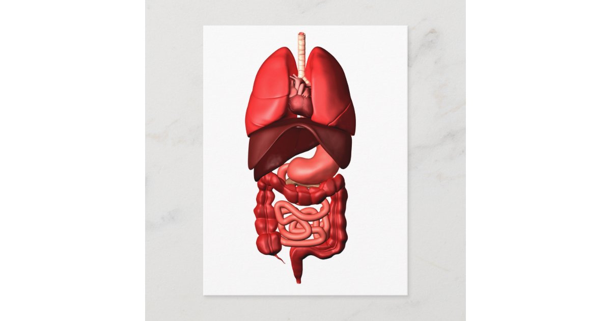 Organs Of The Respiratory And Digestive Systems Postcard | Zazzle