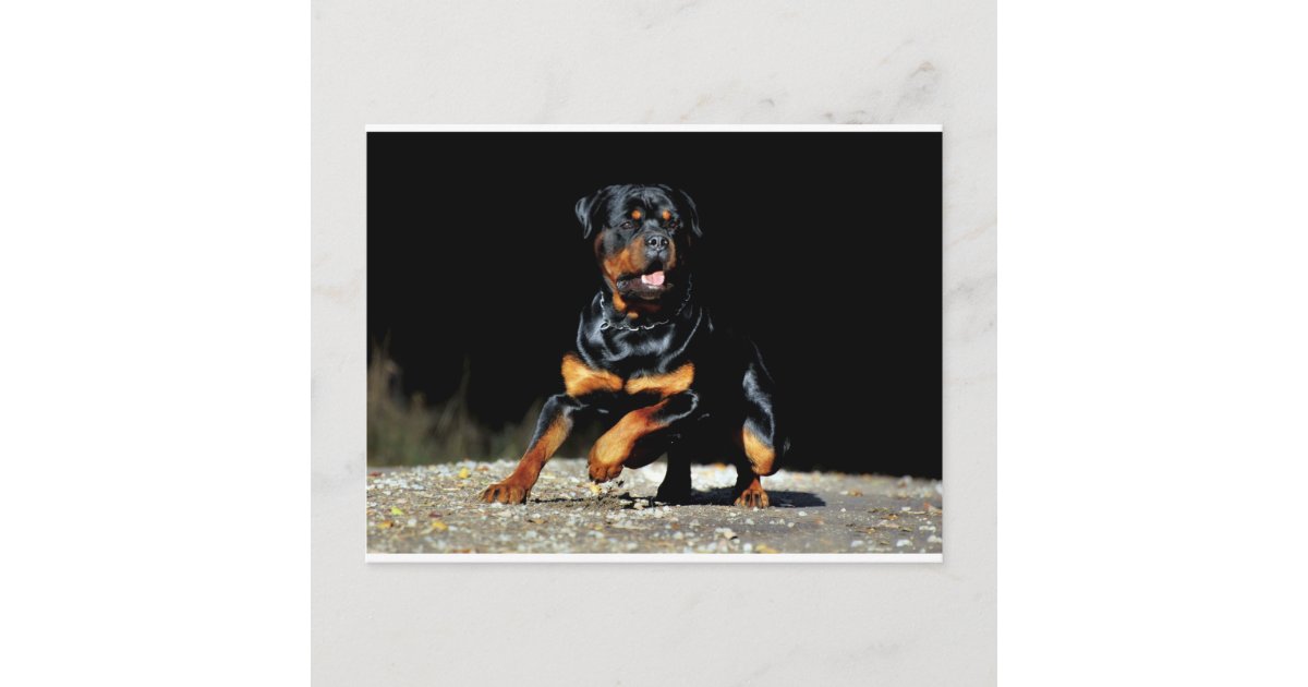 Original Rottweiler Postcard | Zazzle