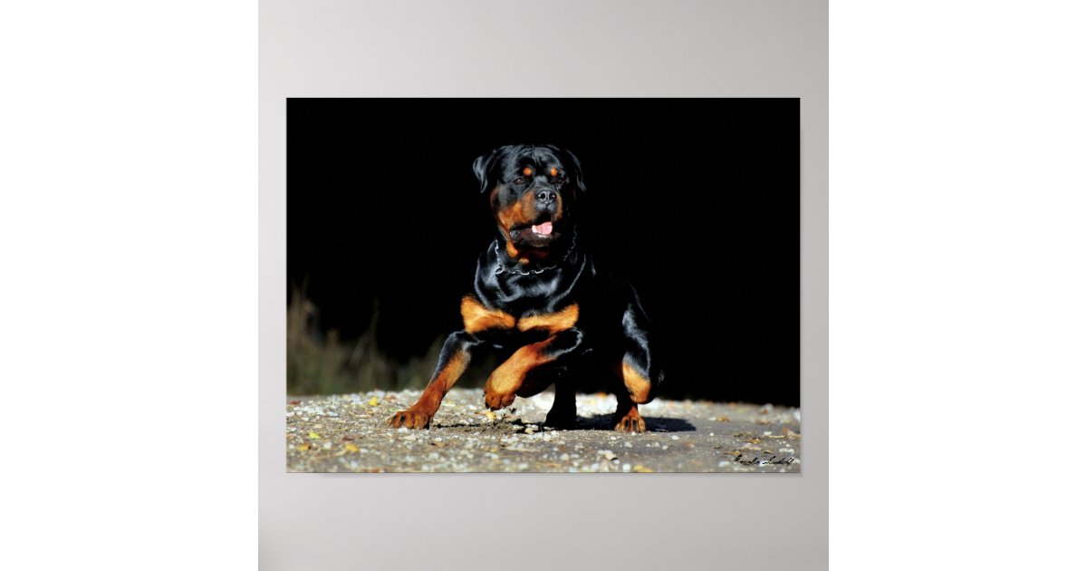 Original Rottweiler Poster | Zazzle