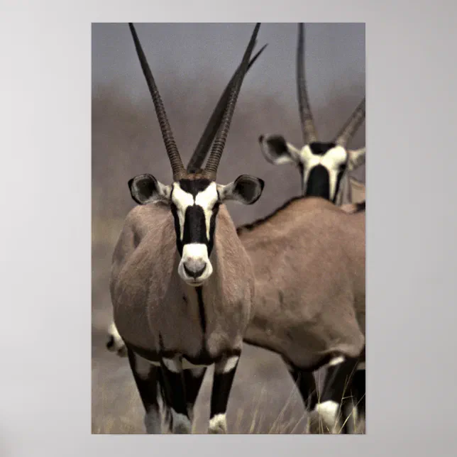 Oryx antelope poster | Zazzle