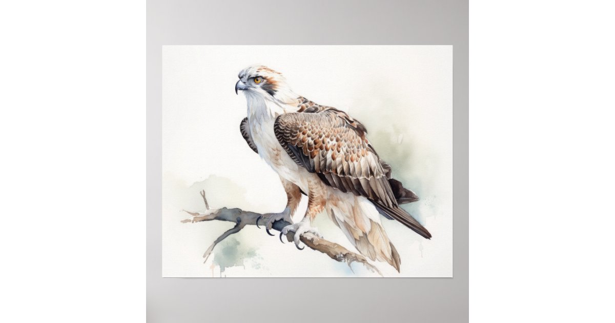 Osprey Bird Art Print Poster | Zazzle