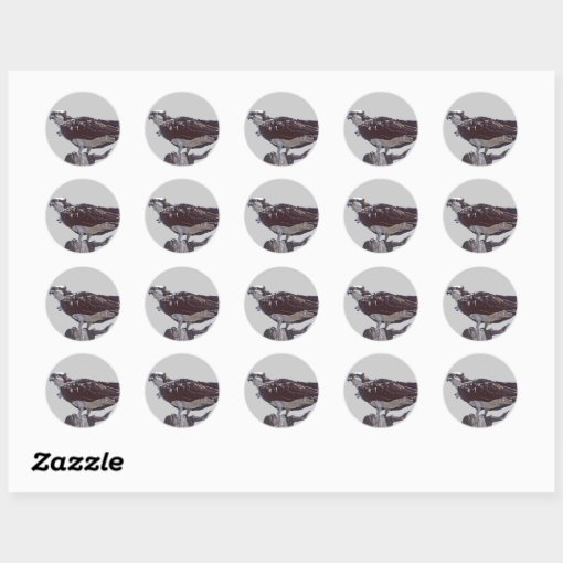 Osprey Bird Classic Round Sticker | Zazzle