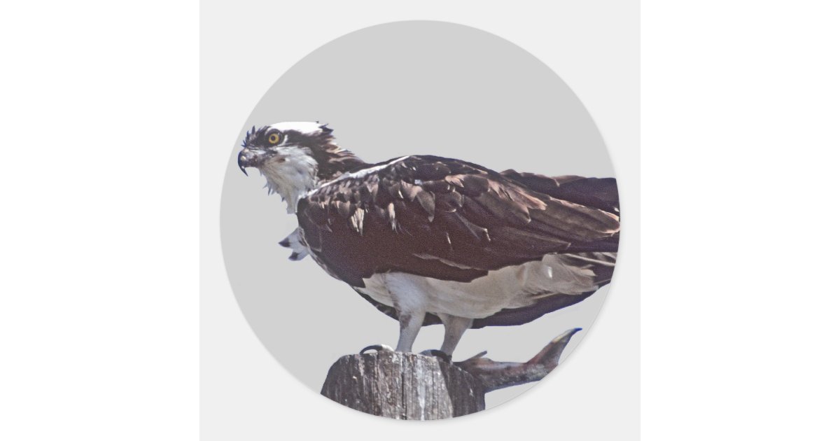 Osprey Bird Classic Round Sticker | Zazzle
