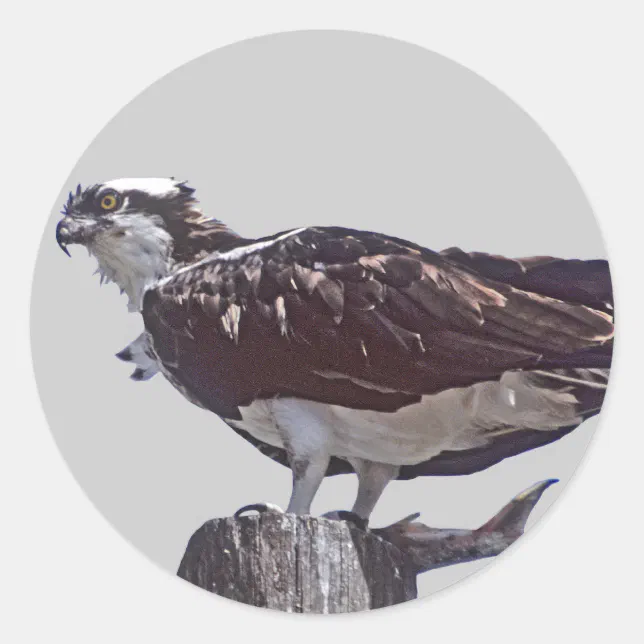 Osprey Bird Classic Round Sticker | Zazzle