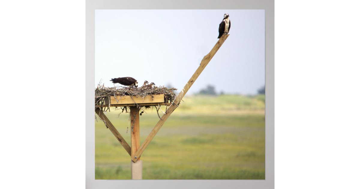 Osprey Bird Nest Poster | Zazzle